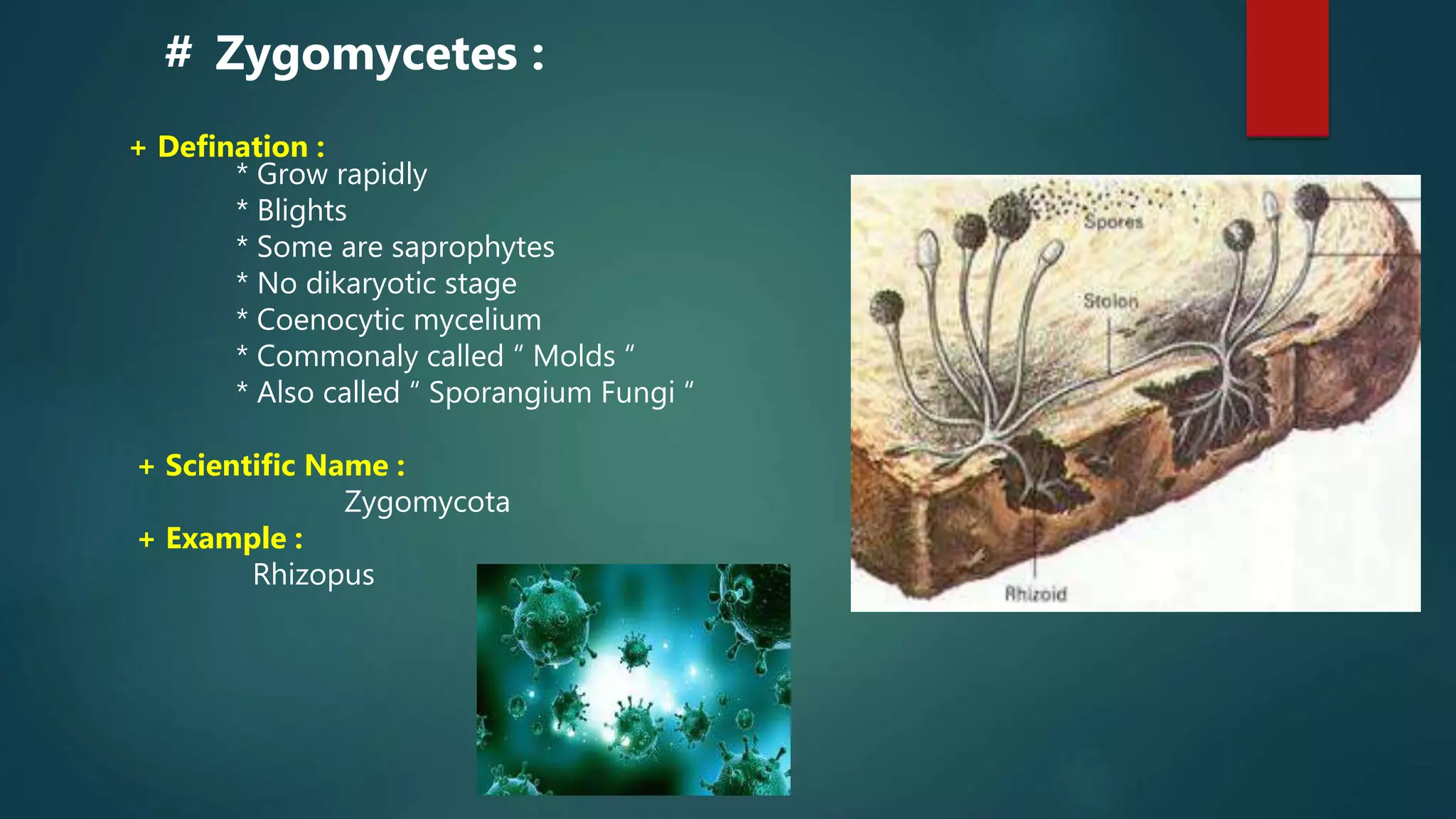 Classification of fungi | PPT