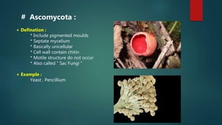 Classification of fungi | PPTX