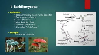 Classification of fungi | PPT