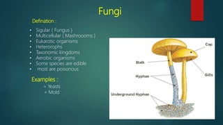 Classification of fungi | PPT