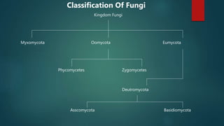 Classification of fungi | PPT