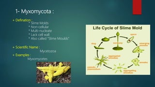 Classification of fungi | PPT