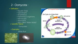 Classification of fungi | PPT