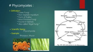 Classification of fungi | PPT