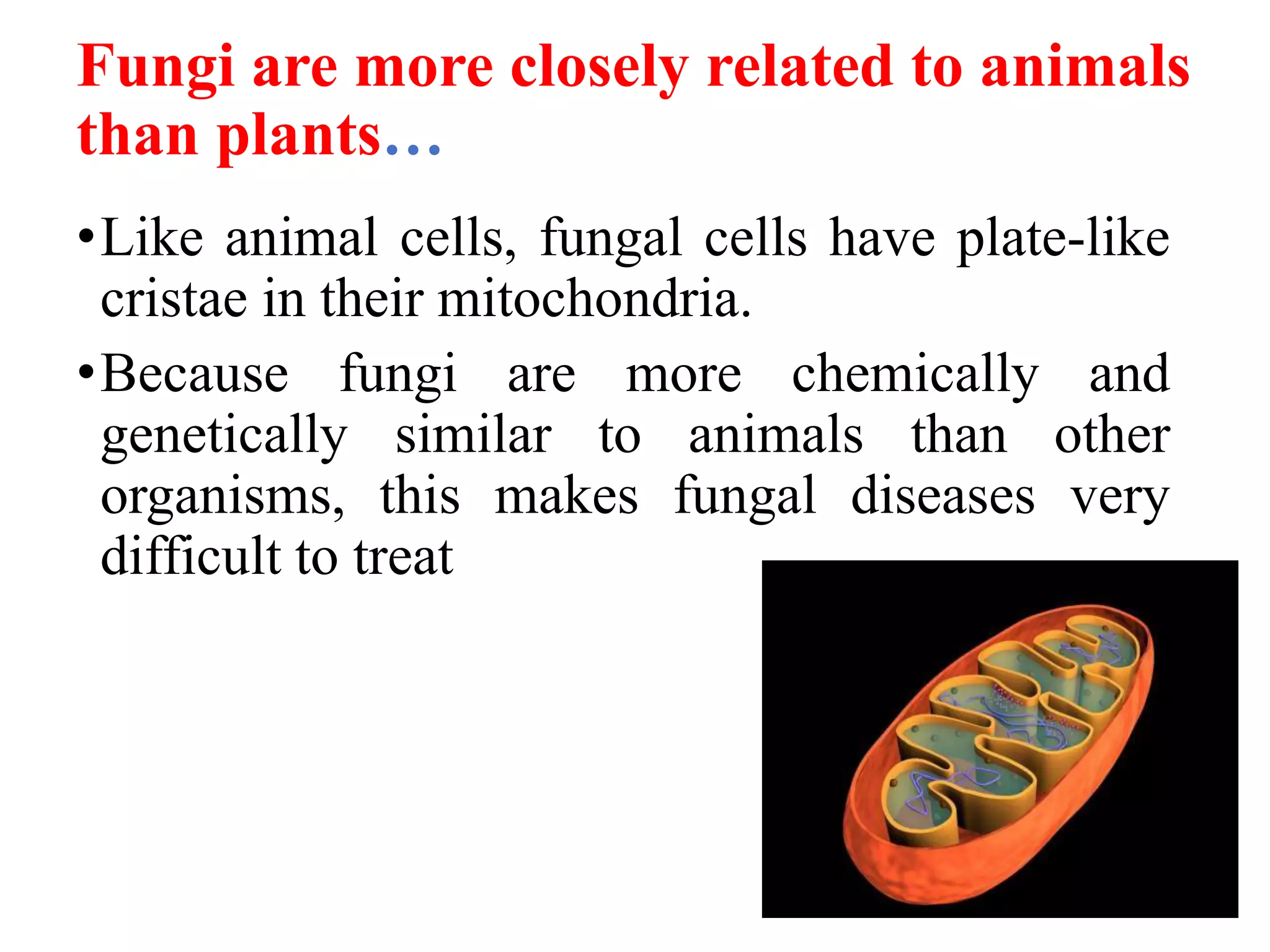 Classification of fungi | PPT