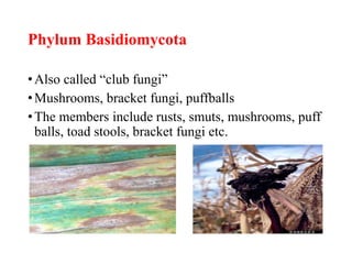 Classification of fungi | PPT