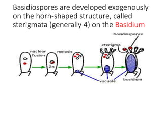 Classification of fungi | PPT