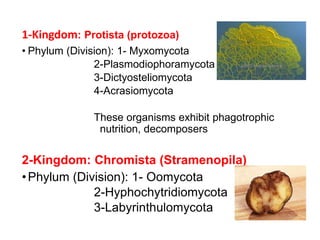 Classification of fungi | PPT