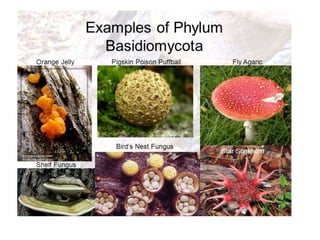 Phylum Ascomycota Examples