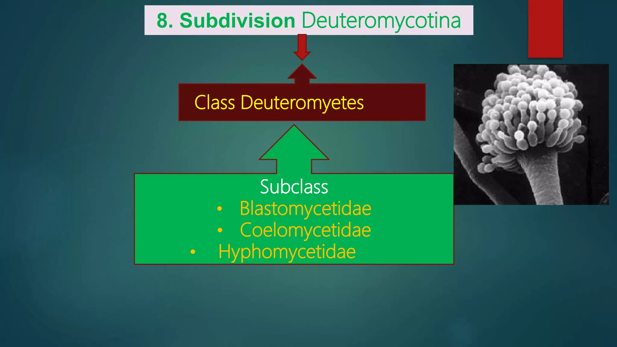 Classification of fungi | PPT