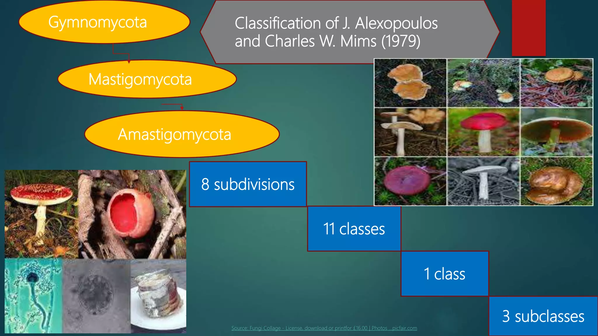 Classification of fungi | PPT