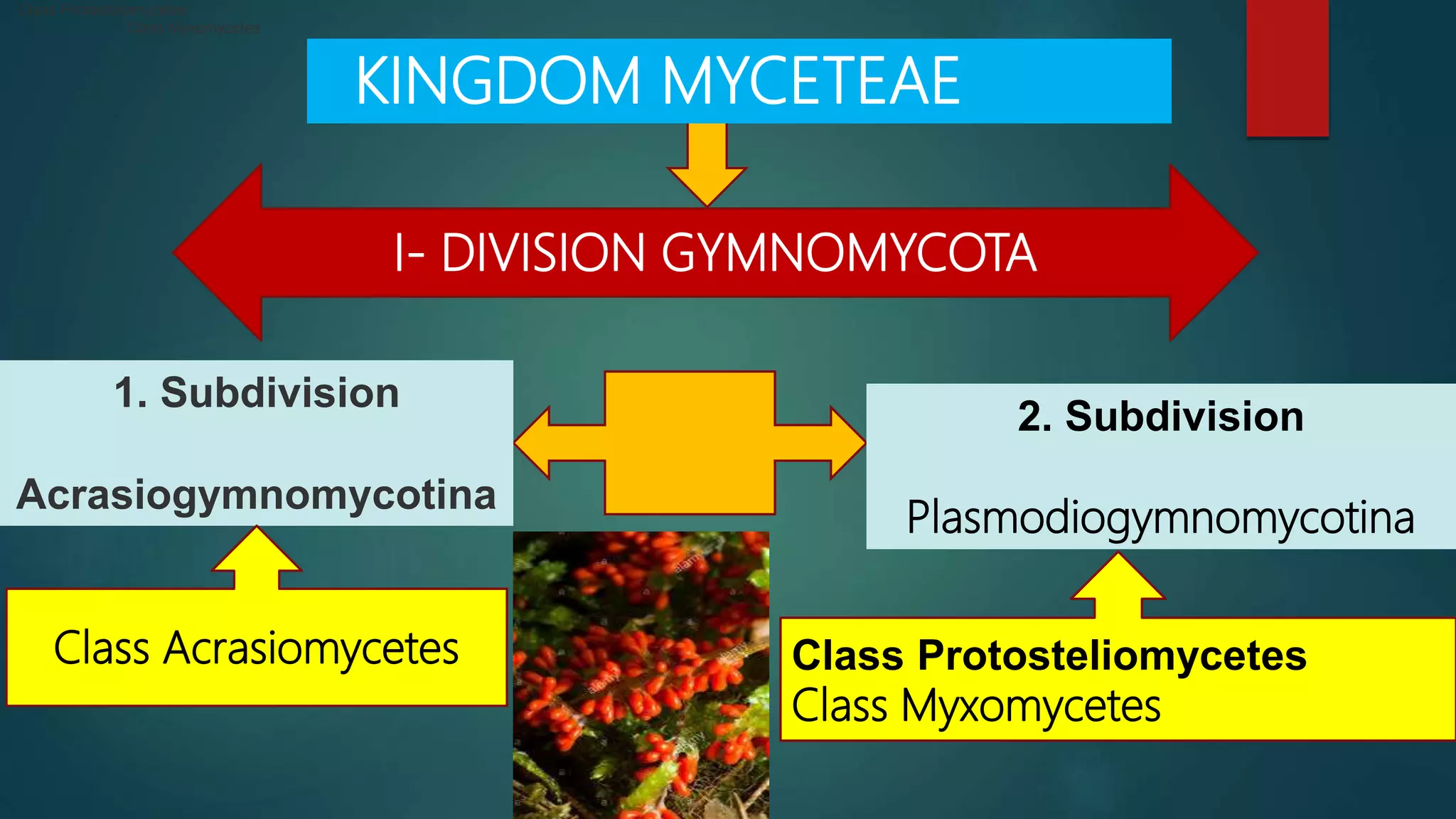 Classification of fungi | PPT