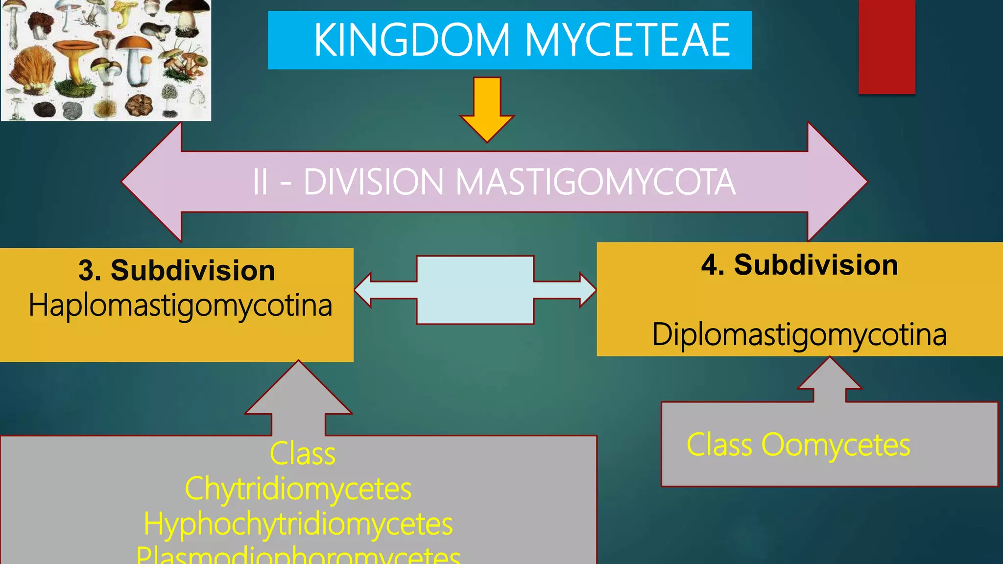 Classification of fungi | PPT