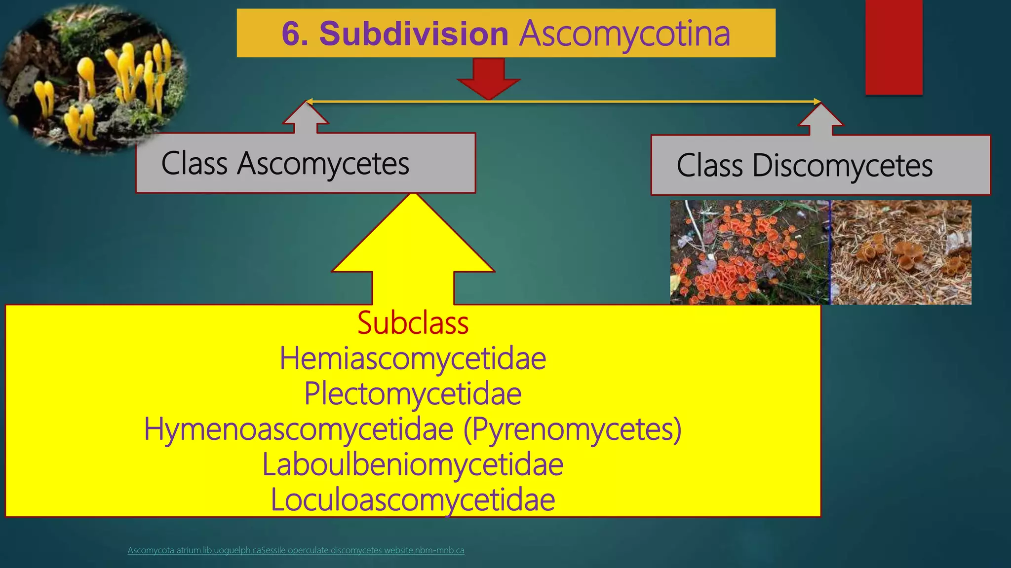 Classification of fungi | PPT