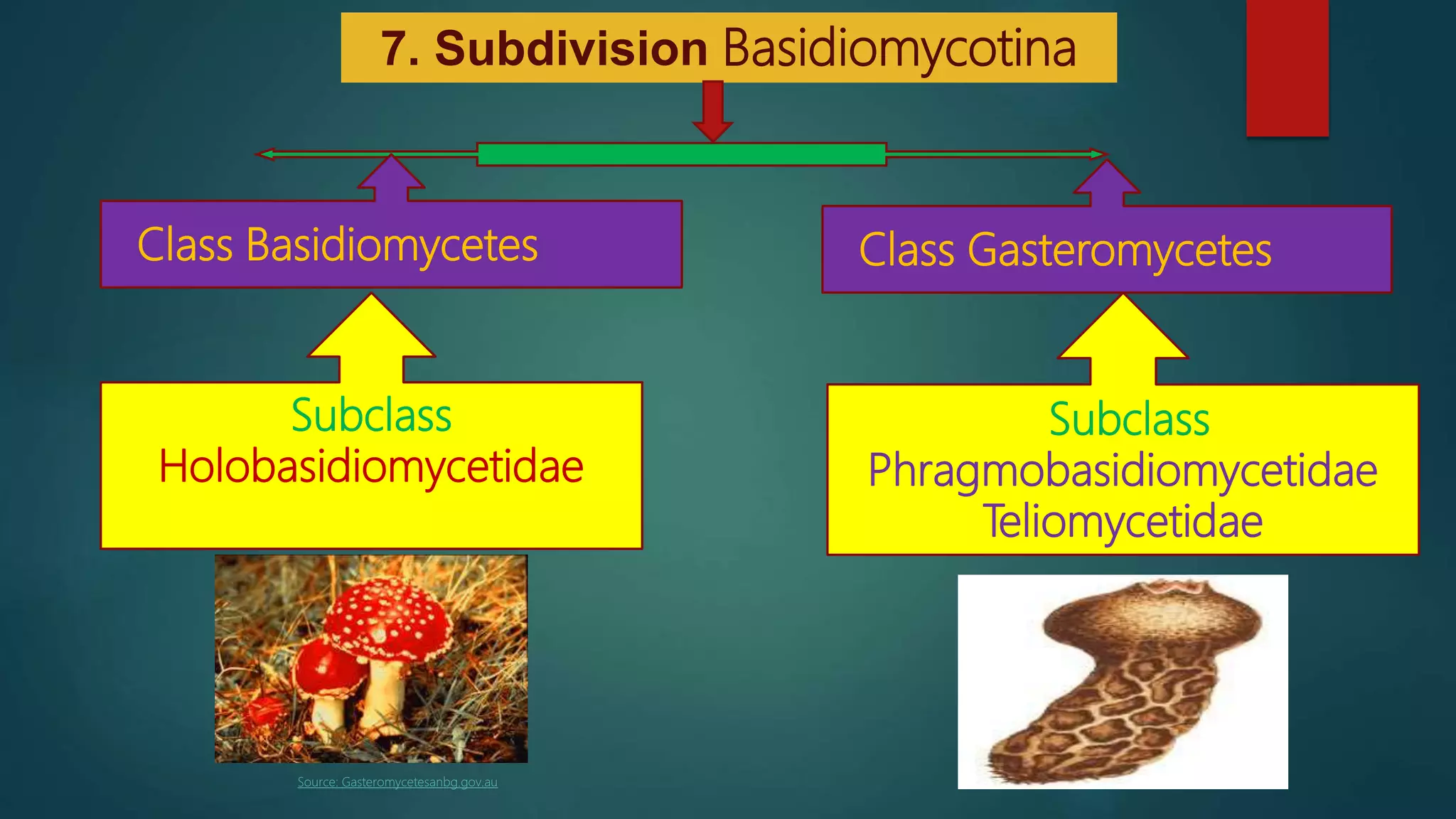 Classification of fungi | PPT