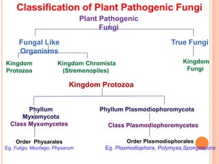 Fungi Classification