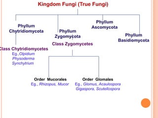 Classification of Fungi (Mycology) | PPTX