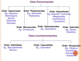 Classification of Fungi (Mycology) | PPTX
