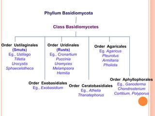 Classification of Fungi (Mycology) | PPTX