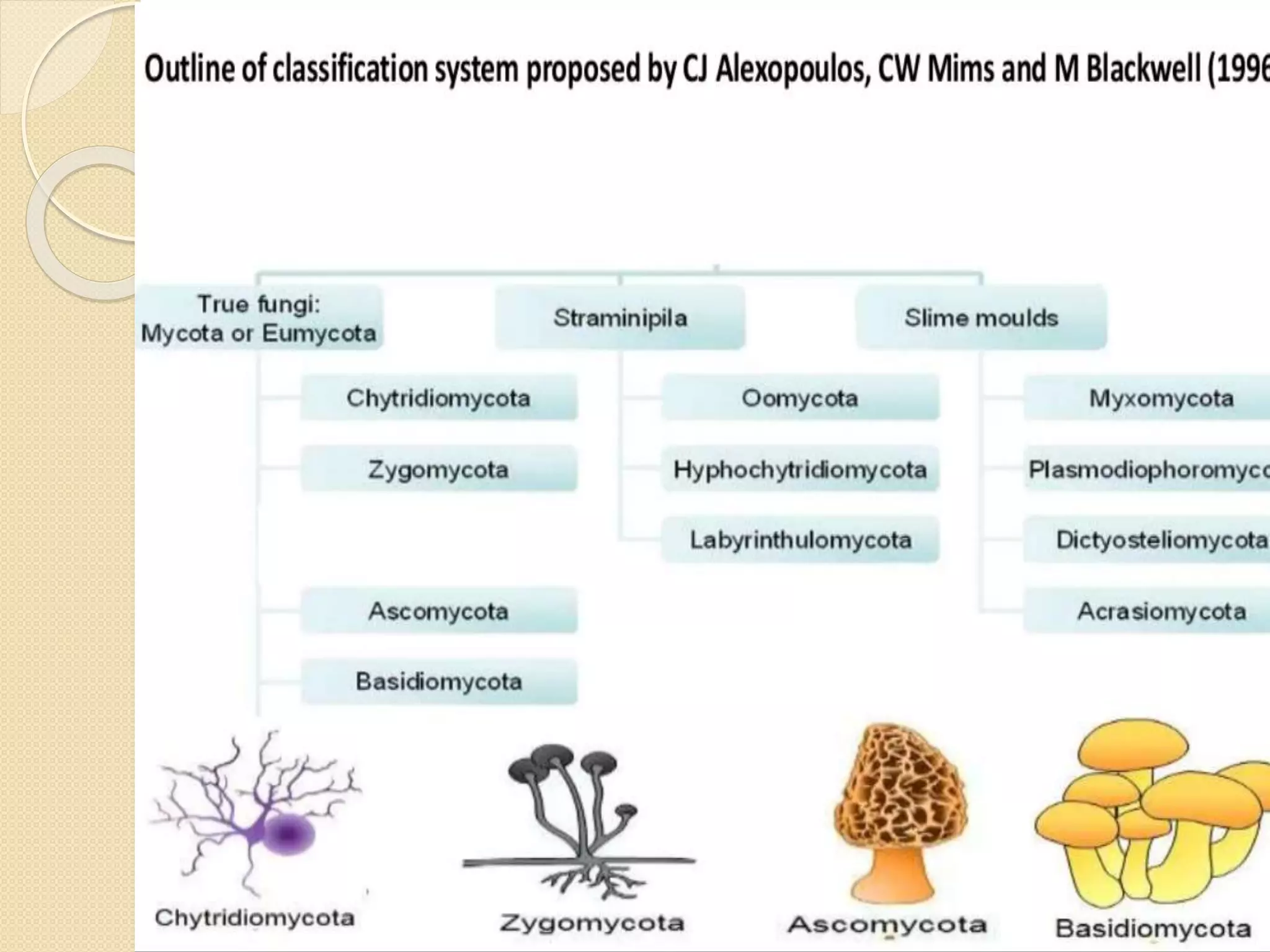 Classification of fungi | PPTX