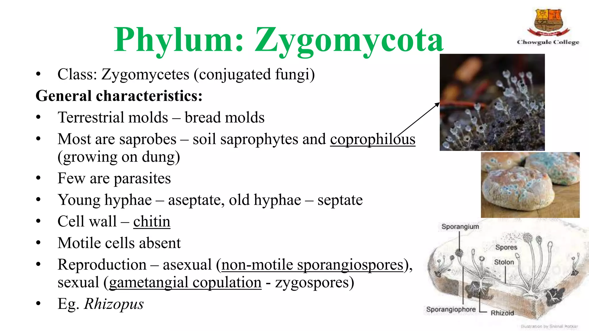 Classification of fungi | PPTX