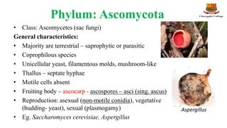 Classification of fungi | PPTX