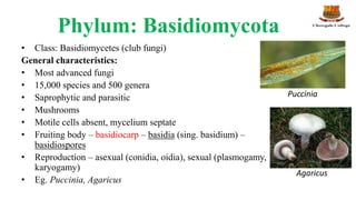 Classification of fungi | PPTX