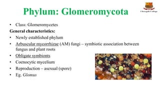 Classification of fungi | PPTX