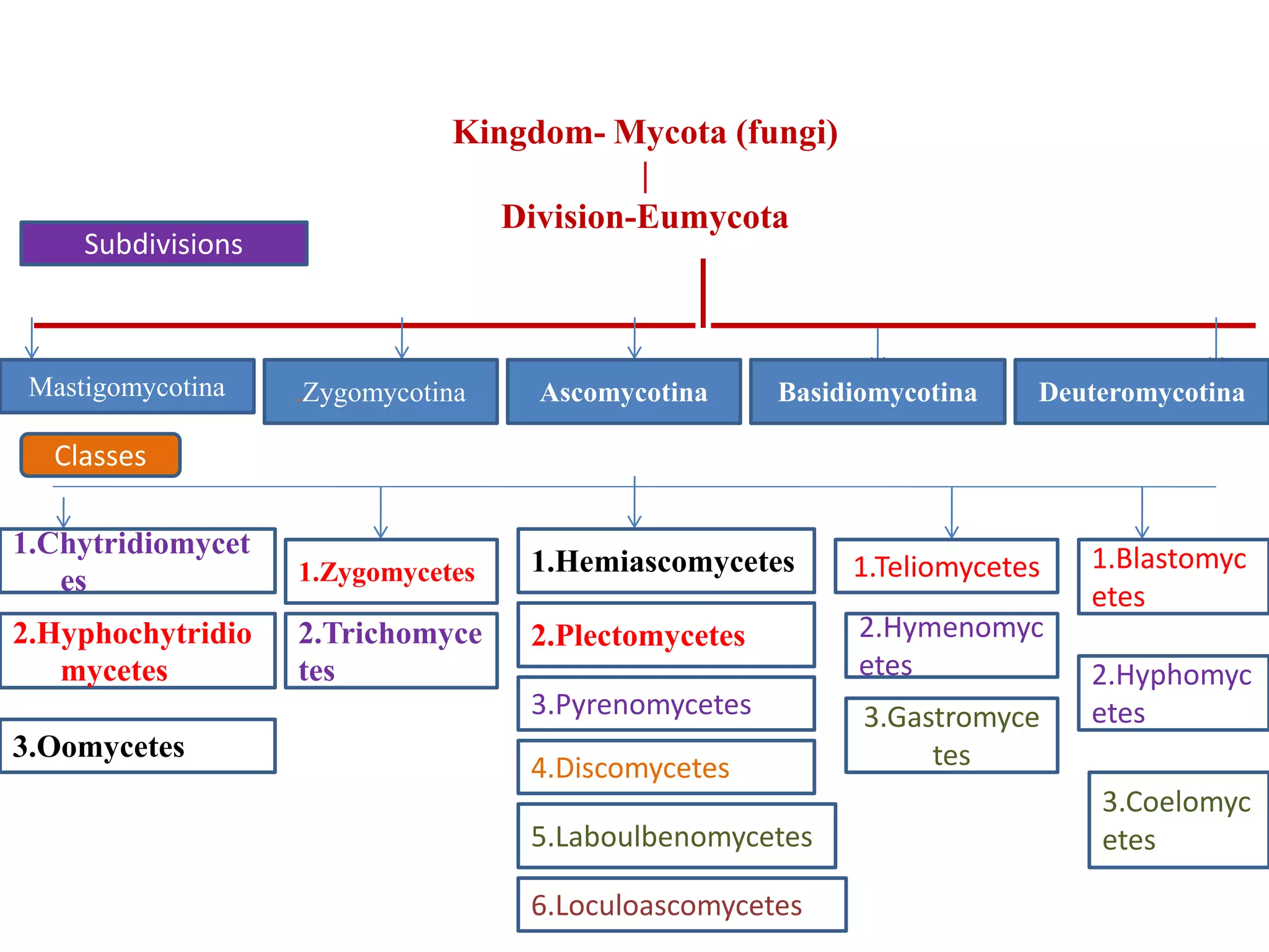 Kingdom Fungi Flow Chart