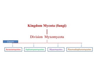 Classification of fungi | PPTX