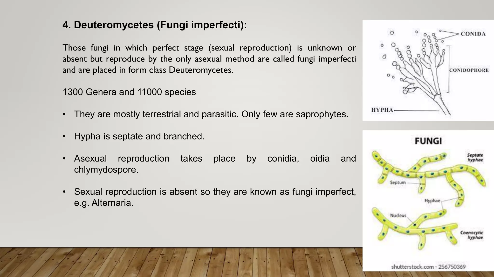 Classification of fungi | PDF