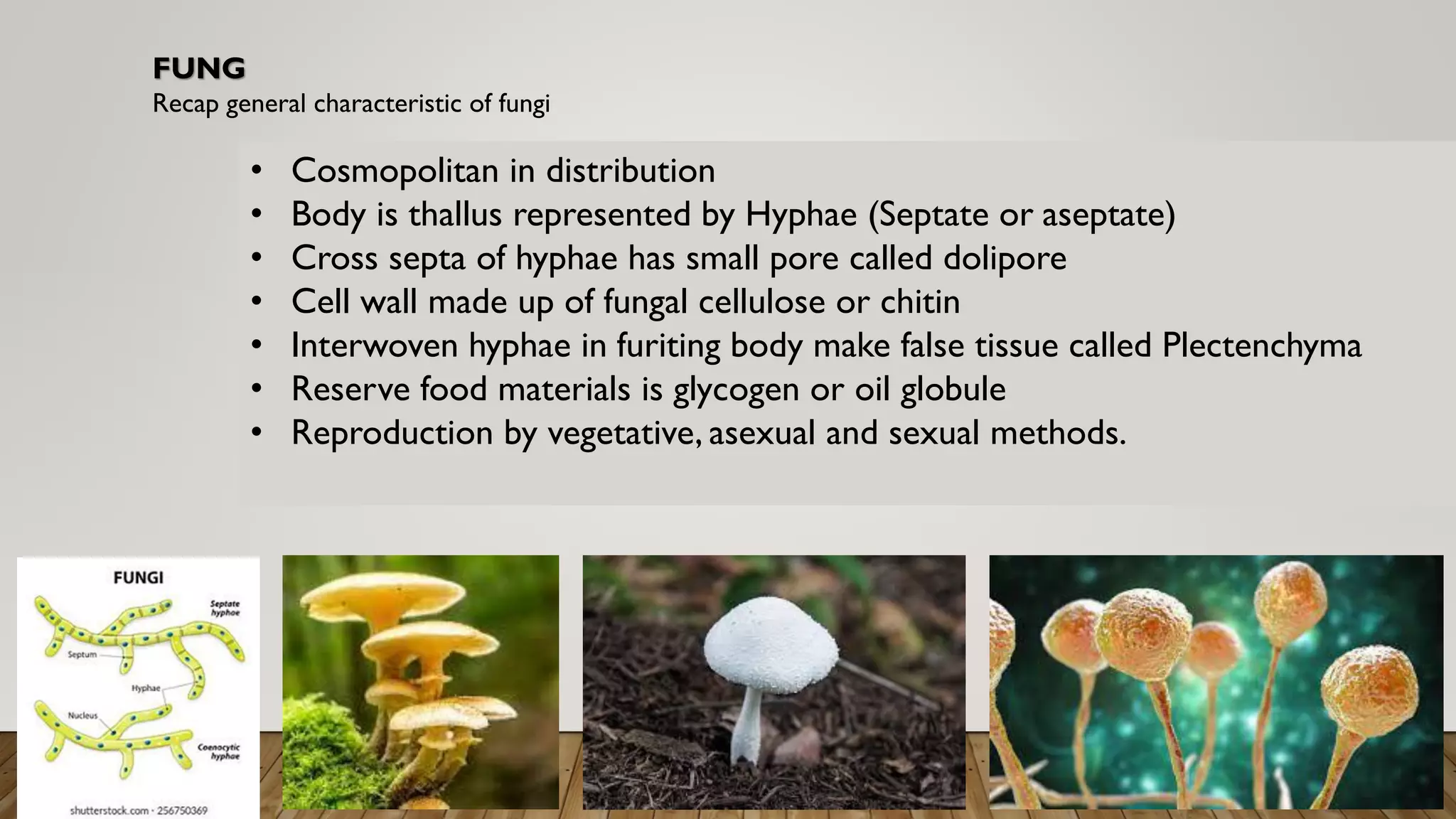 Classification of fungi | PDF