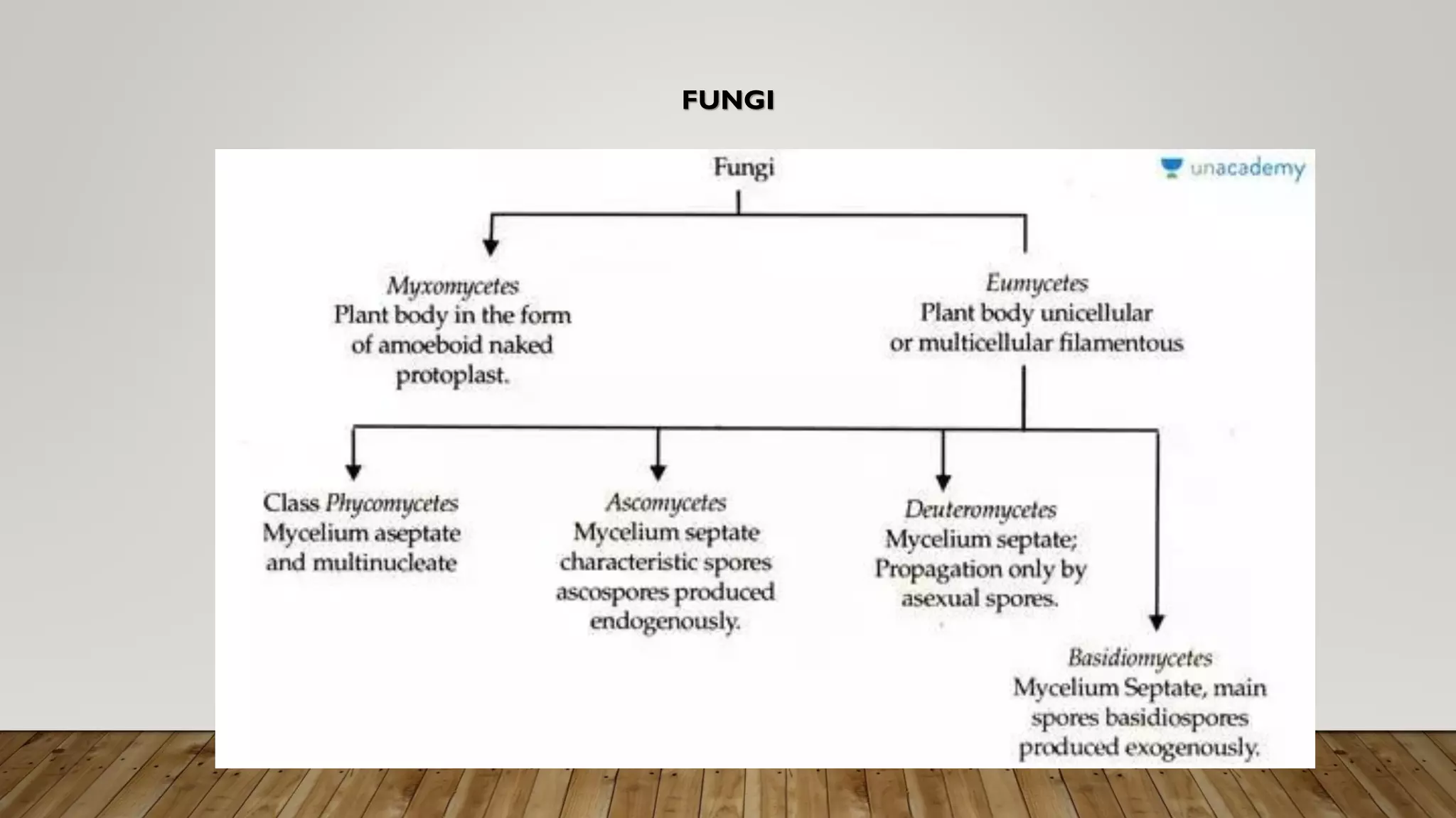 Classification of fungi | PDF
