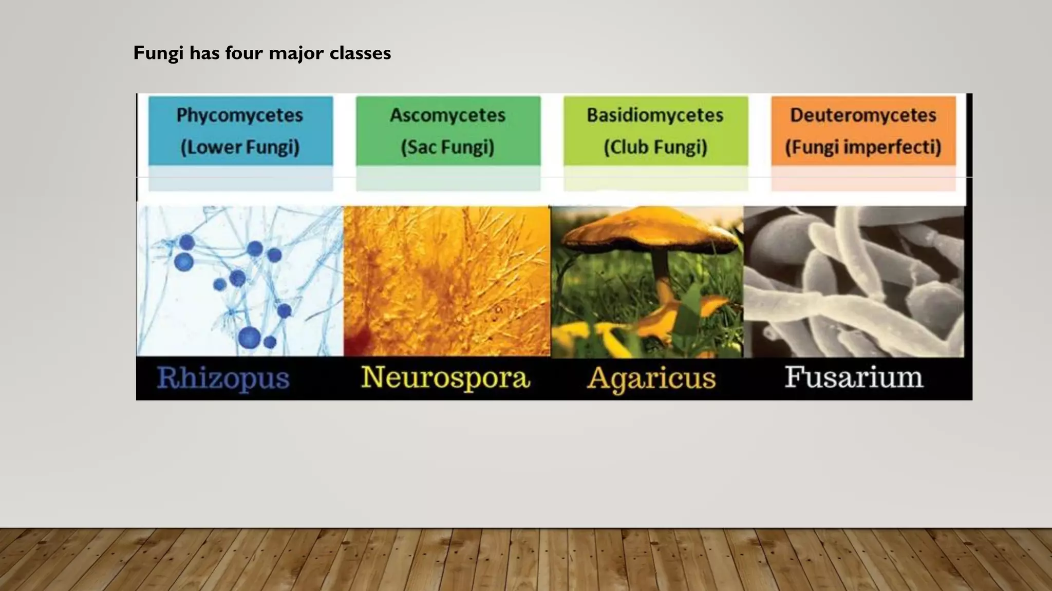 Classification of fungi | PDF