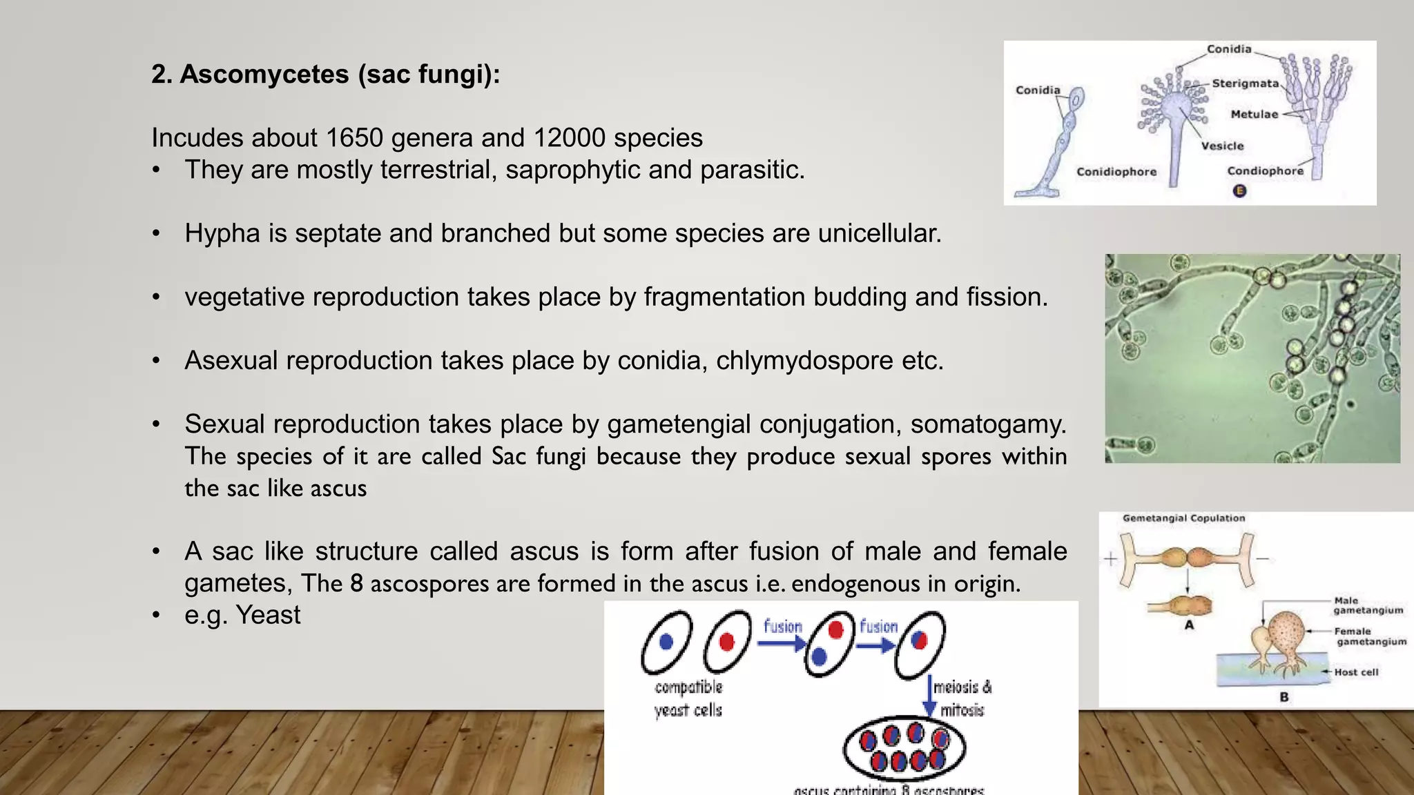 Classification of fungi | PDF