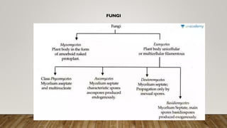 Classification of fungi | PDF