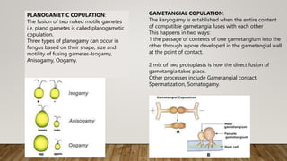 Classification of fungi | PDF
