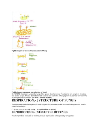 CLASSIFICATION OF FUNGI.docx