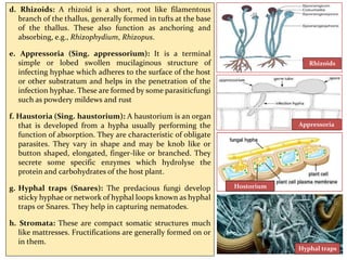classification of fungi.docx