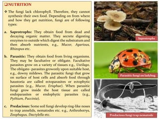 classification of fungi.docx
