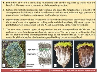 classification of fungi.docx