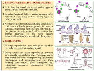 classification of fungi.docx
