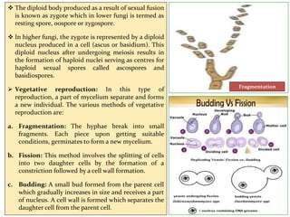 classification of fungi.docx