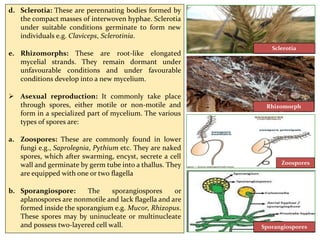 classification of fungi.docx