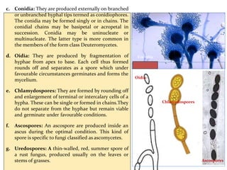 classification of fungi.docx