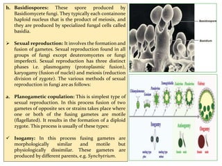 classification of fungi.docx