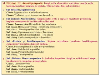 classification of fungi.docx