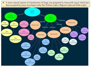 classification of fungi.docx