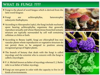classification of fungi.docx