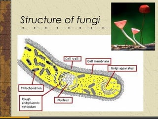 Classification of Fungi PowerPoint that is important to understand by ...